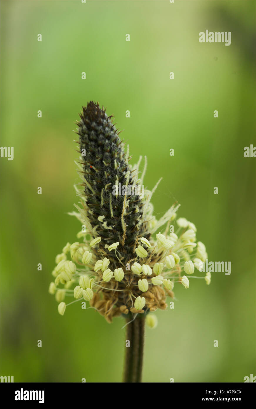 Ribwort Plantain Flowers Stock Photo - Alamy