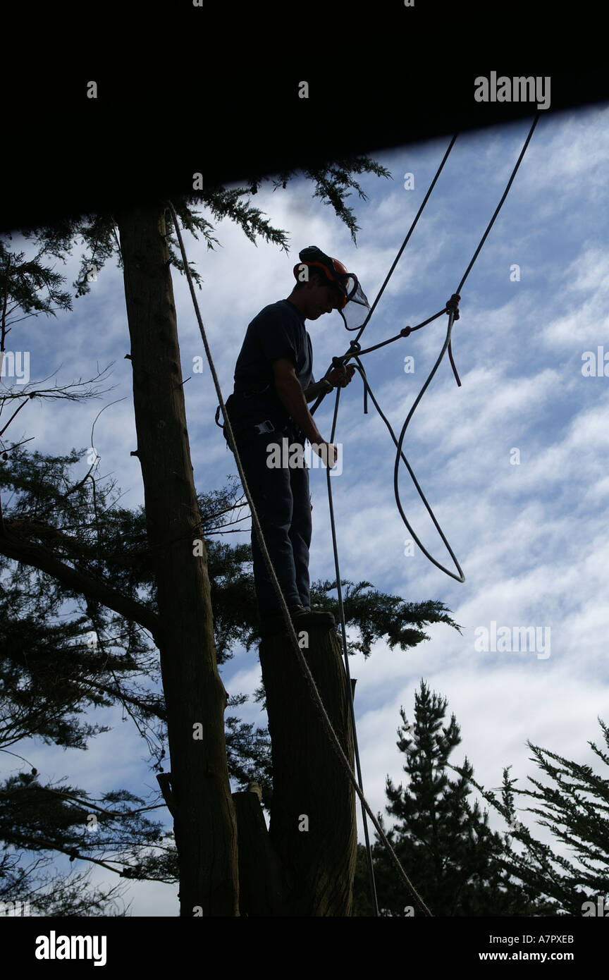 Tree surgeon up a tree organising his safety ropes landscape Stock ...