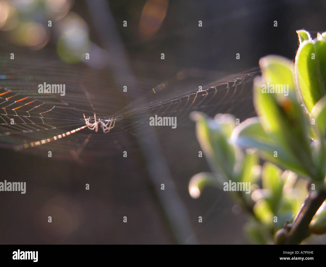 spider, hanging in spiderweb, top view Stock Photo - Alamy
