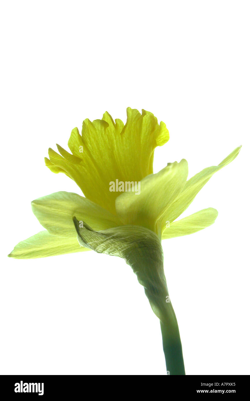 common daffodil (Narcissus pseudonarcissus), single yellow blossom ...