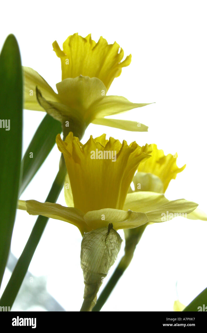 common daffodil (Narcissus pseudonarcissus), three yellow blossoms ...