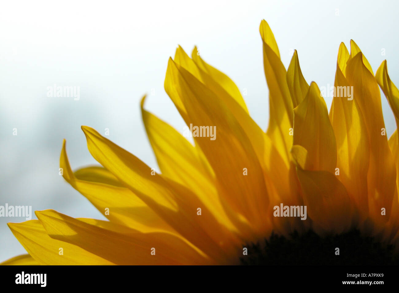 common sunflower (Helianthus annuus), blossom, detail of petals ...
