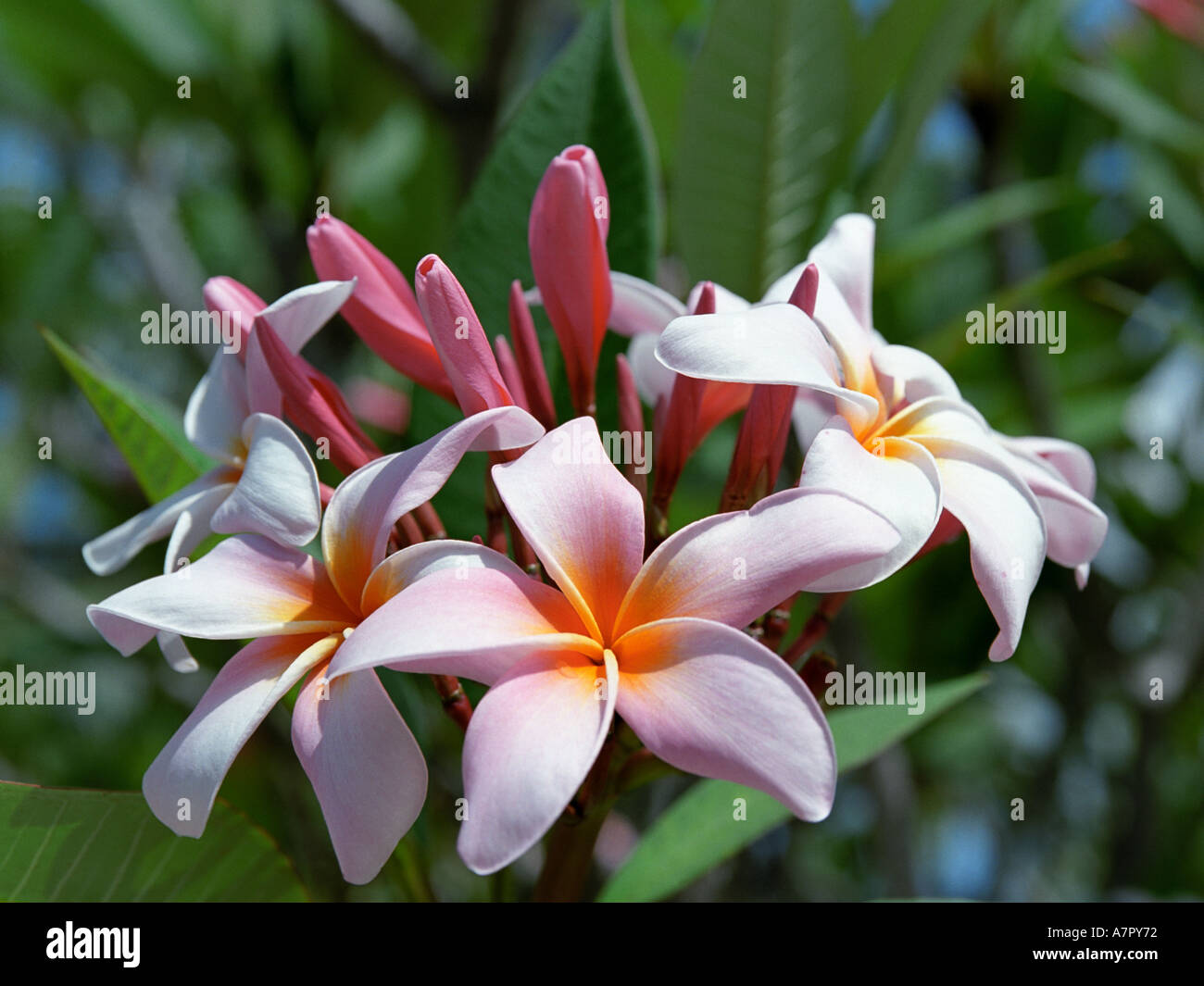 Close up of a frangipani, aka plumeria flowers. Pangkor Laut island ...