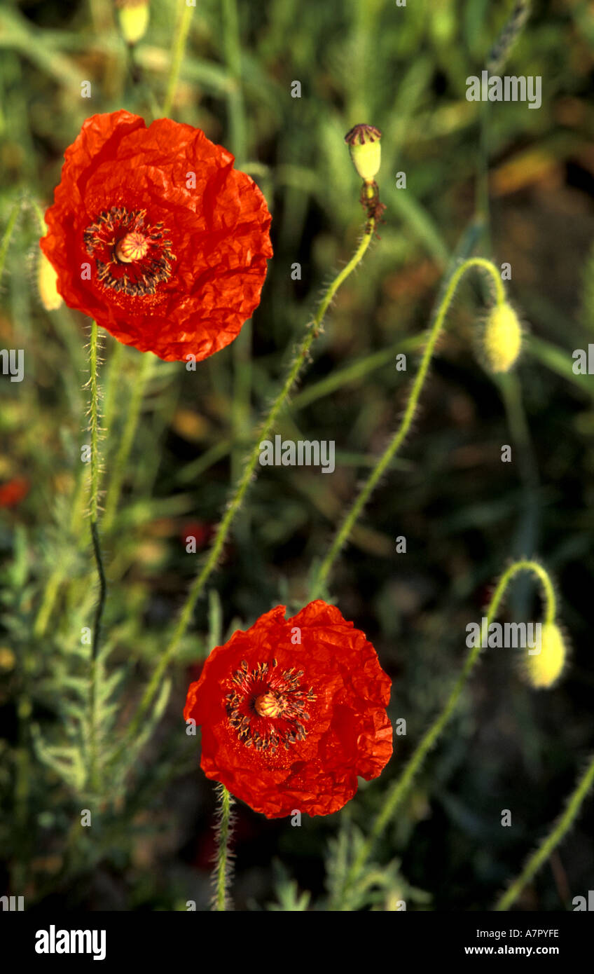 Common farm weeds hi-res stock photography and images - Alamy