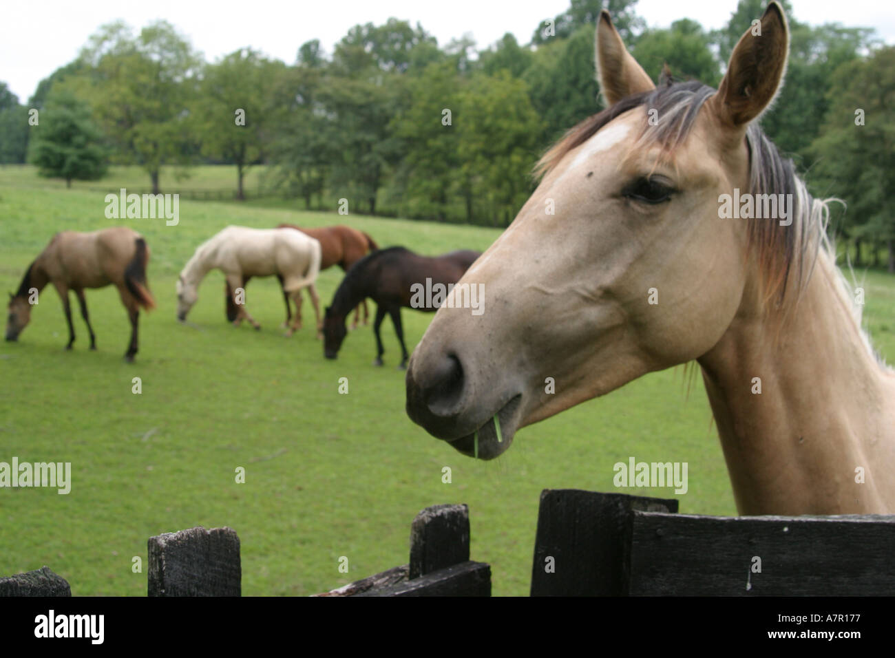 Leesburg Virginia,Loudoun County,horses,domesticated animals,equine ...