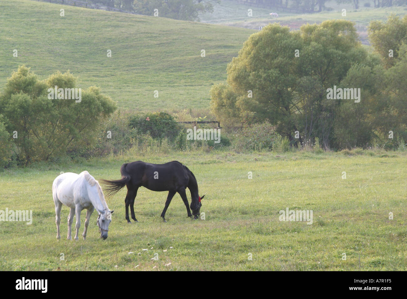 Leesburg Virginia,Loudoun County,grazing horses,domesticated animals ...