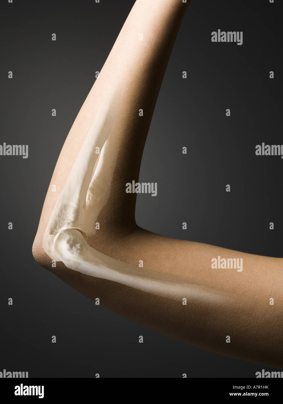 Female elbow with bones and joint Stock Photo - Alamy