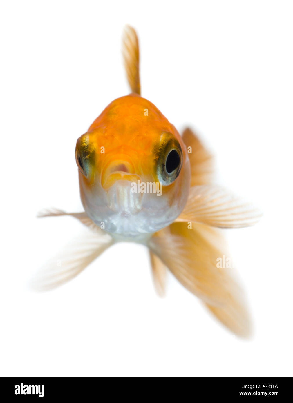 Goldfish face Cut Out Stock Images & Pictures - Alamy