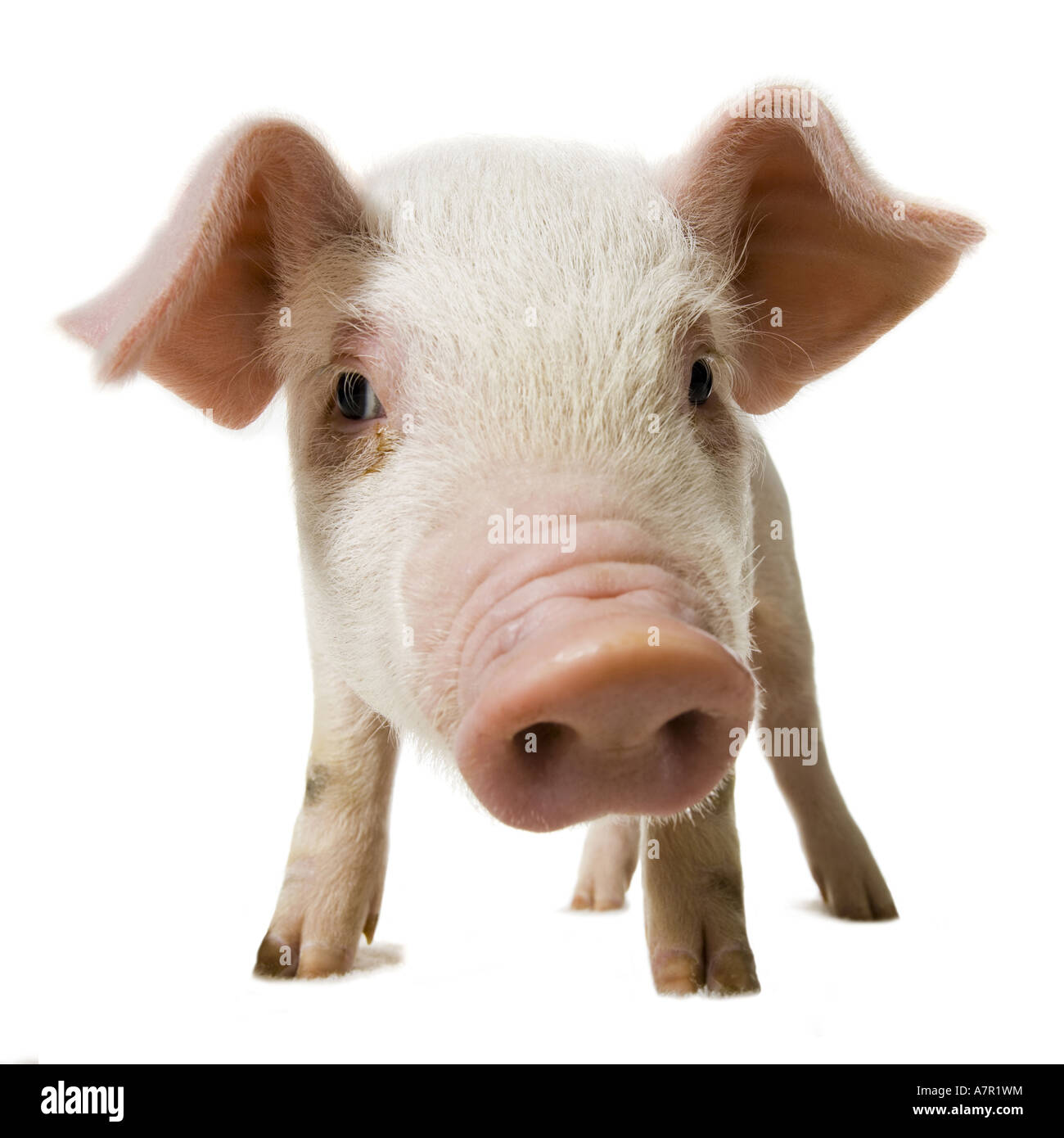 Pig photograph Cut Out Stock Images & Pictures - Alamy