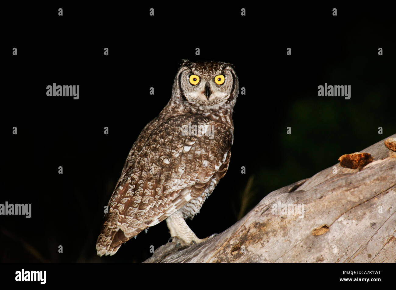 Owl at night hi-res stock photography and images - Alamy