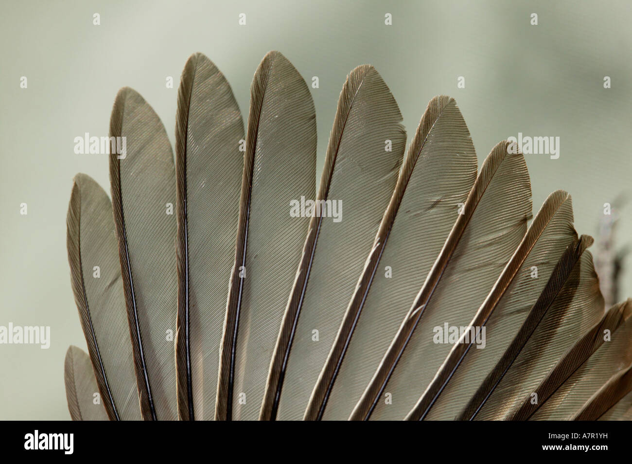 Wing feathers of a white throated robin Nelspruit South Africa Stock ...