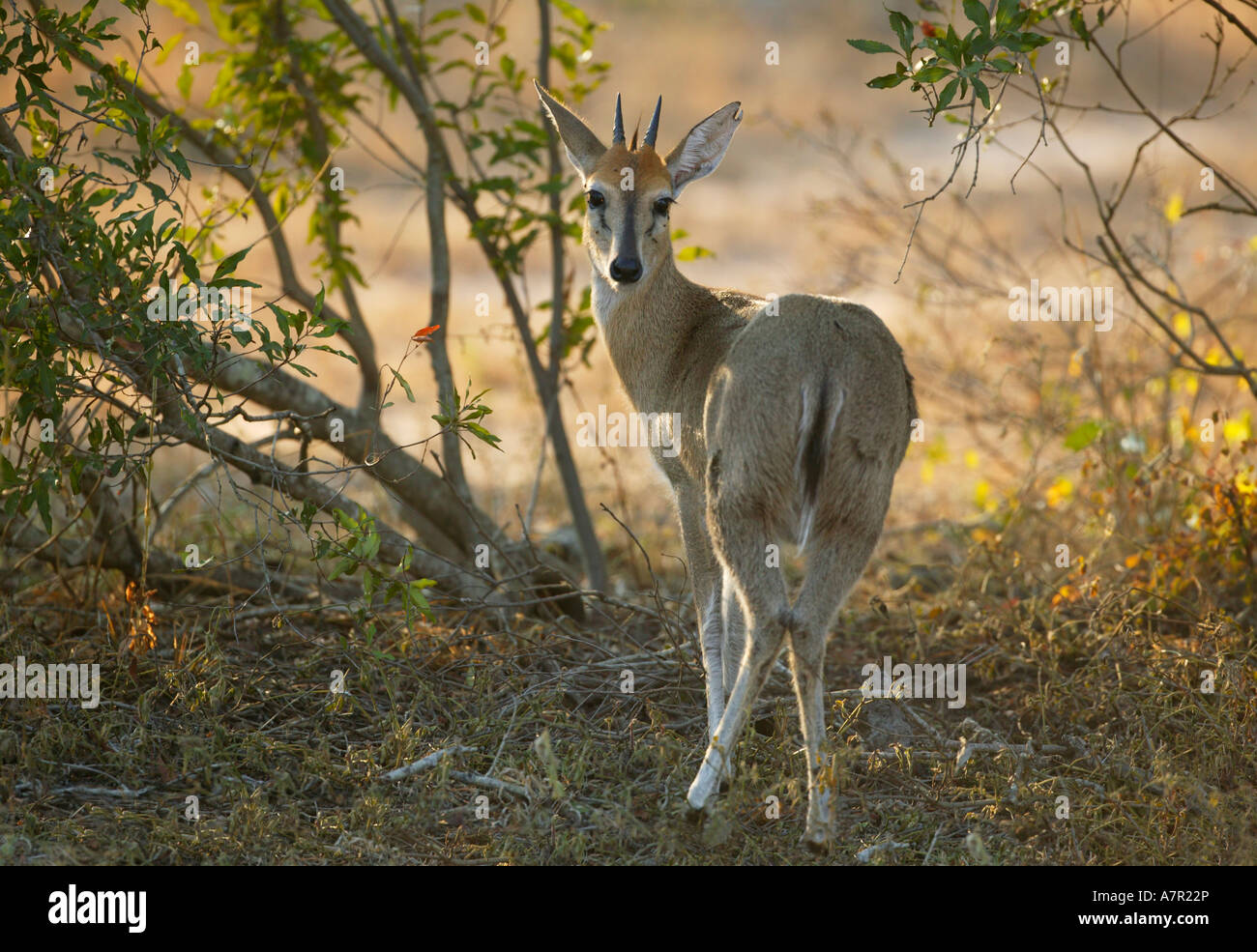 Grey duiker ram looking backwards over its shoulder Sabi Sand Game ...
