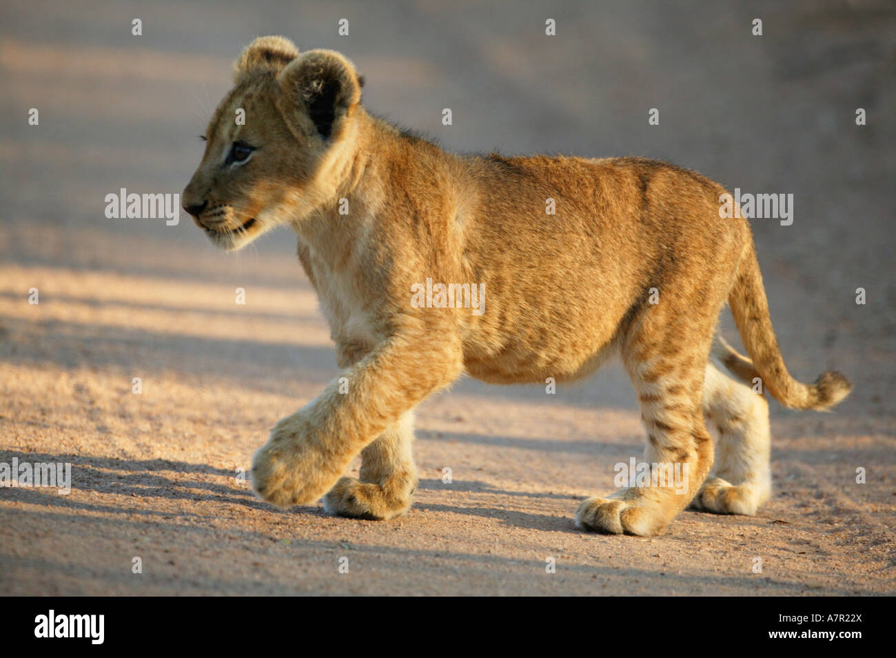 Side view of a lion cub crossing a bush track Sabi Sand Game Reserve ...