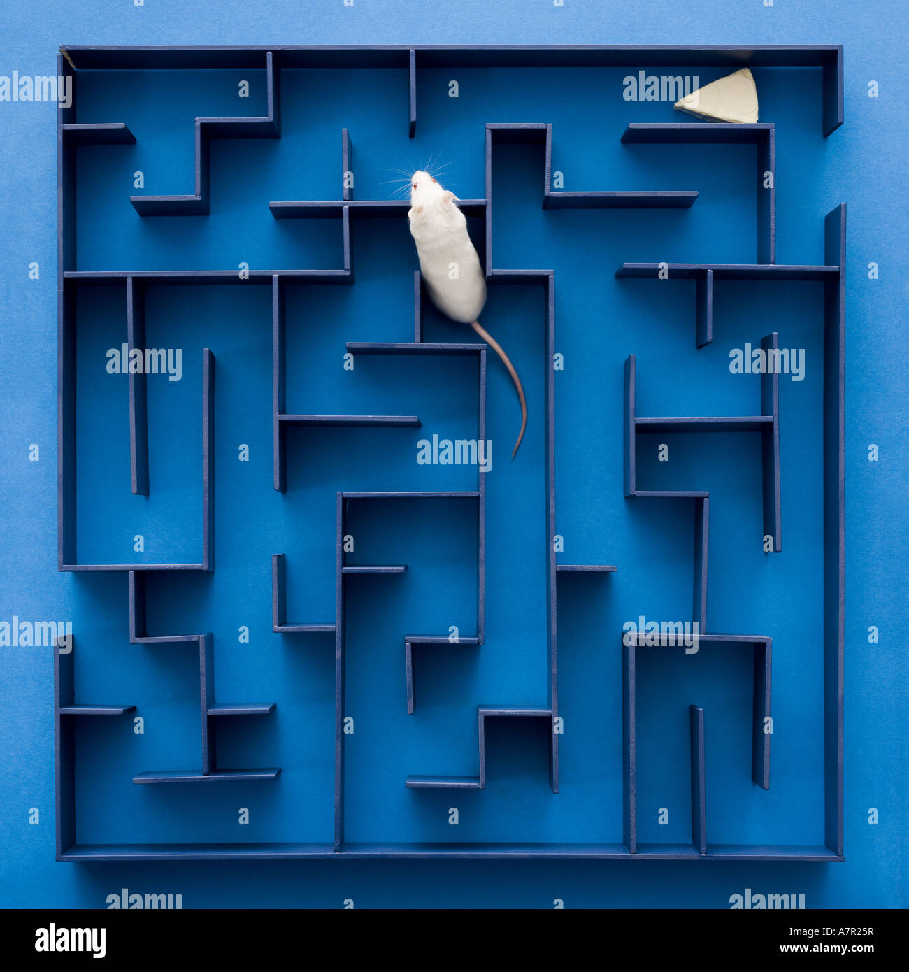 Rat maze hi-res stock photography and images - Alamy