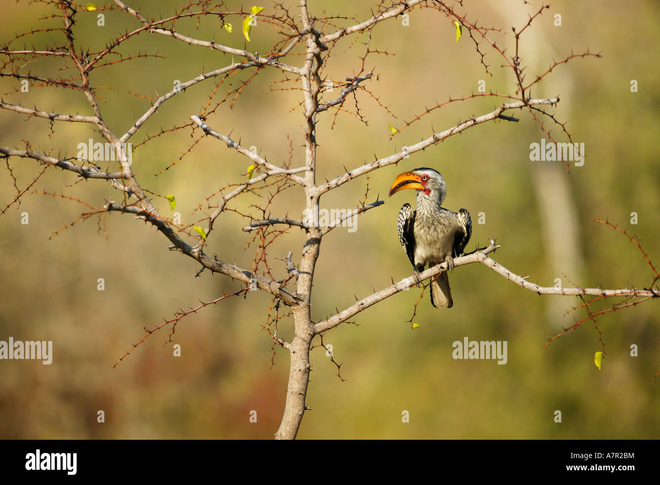 Yellow Billed Hornbill seated in a buffalo thorn bush Ziziphus ...