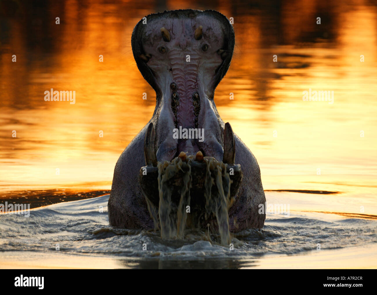 Hippopotamus yawning at sunset with water pouring out of the hippos ...