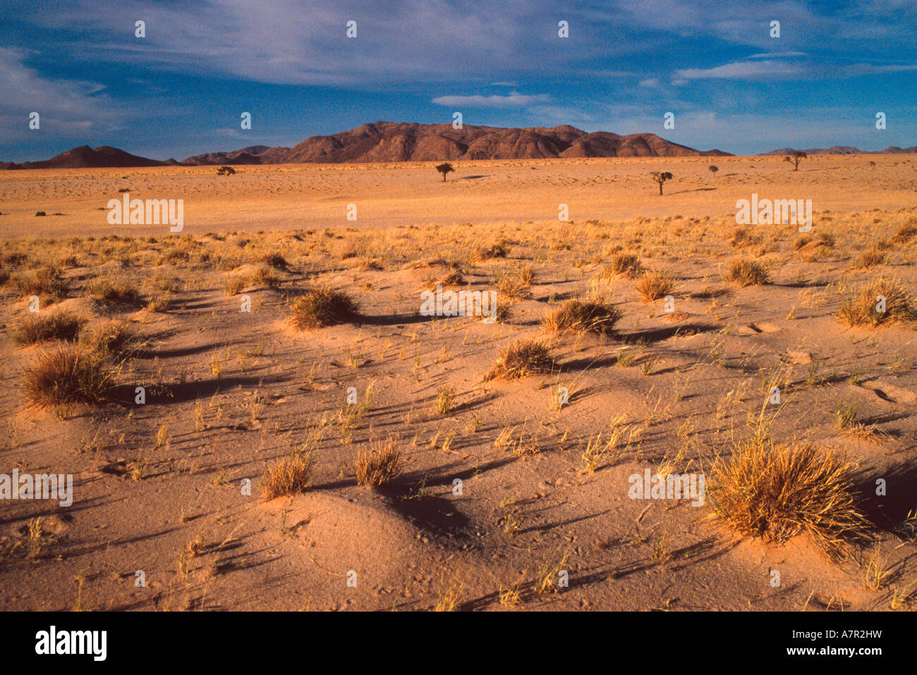 Desert scene with distant mountain in the Namib desert Namib desert ...
