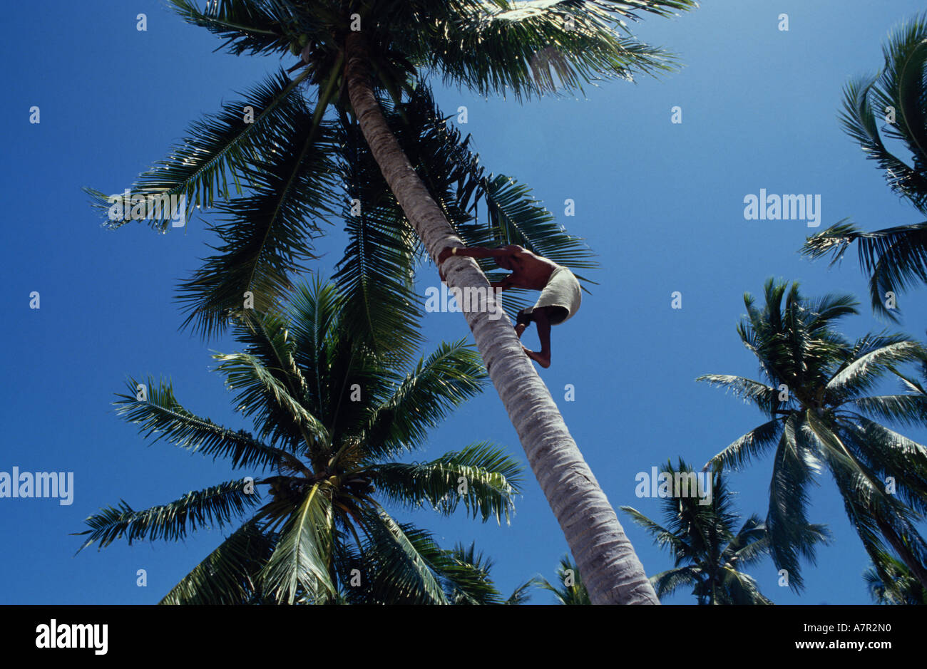 Indonesia, Kalimantan in the island of Borneo, collecting coconuts ...