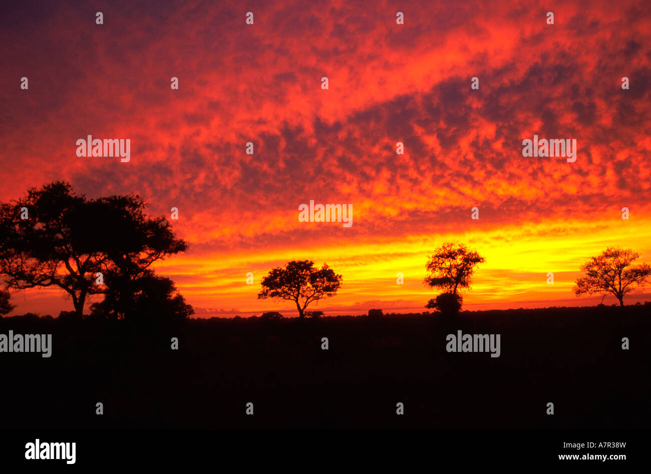 Bushveld sunset against a dramatic sky Sabi Sand Game Reserve ...