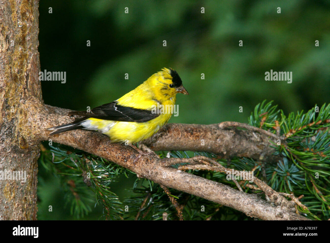 Horizontal Birds of North America Gold Finch carduelis tristis Stock ...