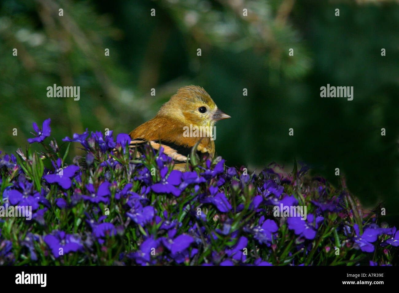 Horizontal Birds of North America Gold Finch carduelis tristis Stock ...