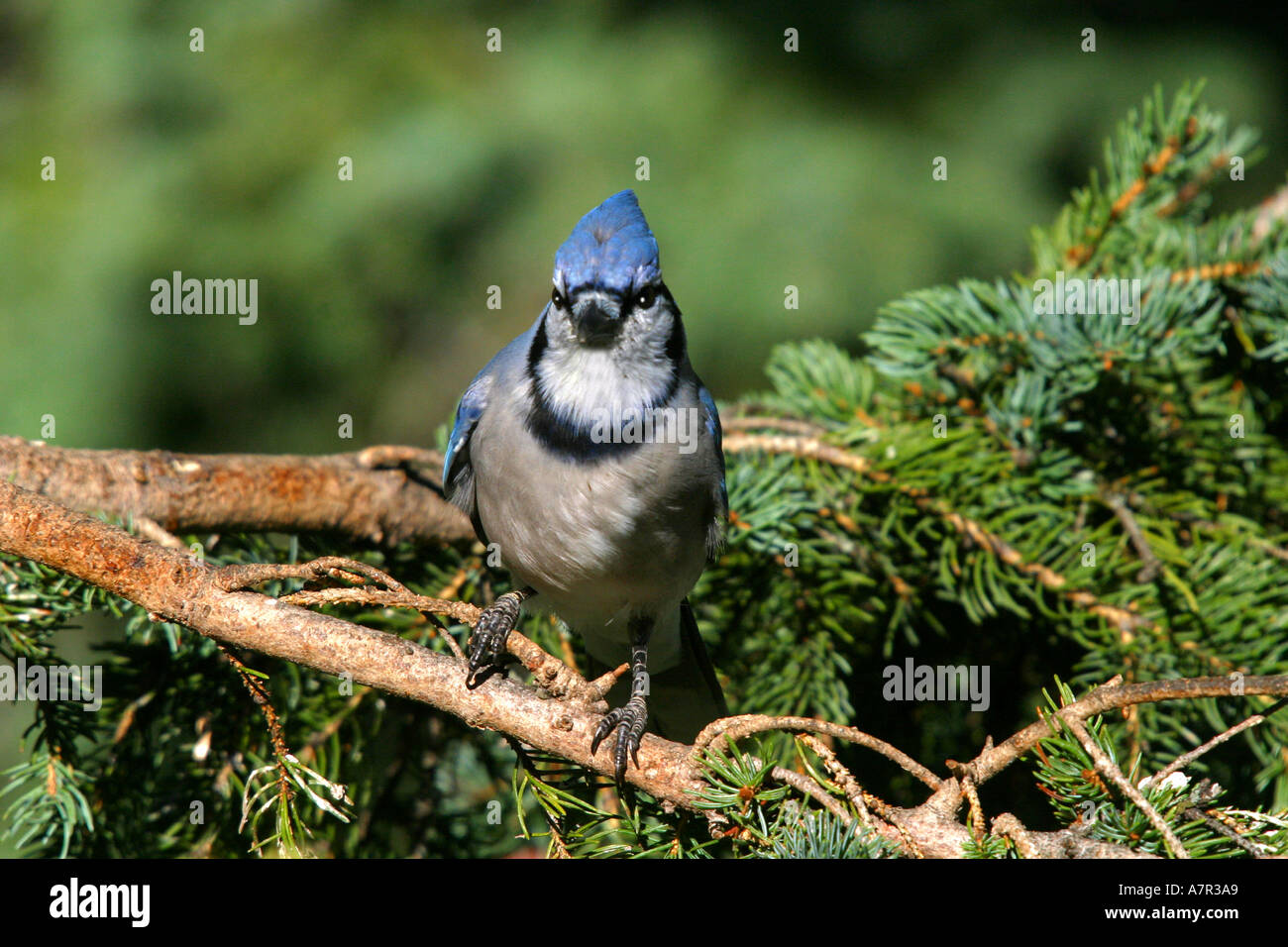 Horizontal Birds of North America Blue Jay Stock Photo - Alamy