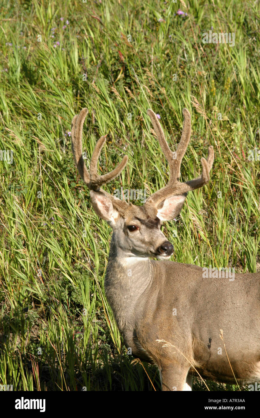 Vertical Mule deer, odocoileus hemionus Stock Photo - Alamy