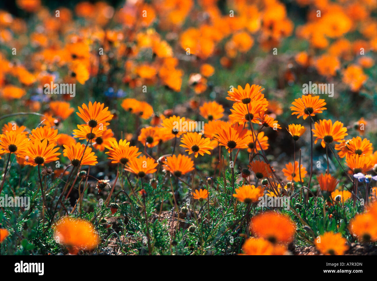 Namaqua daisy hi-res stock photography and images - Alamy
