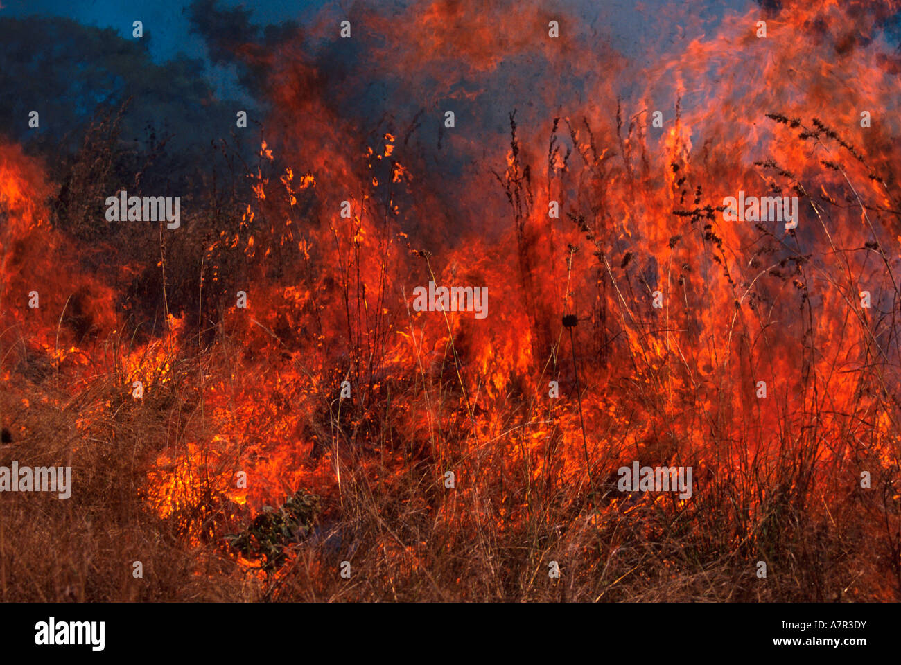 Fire racing up tall grass stalks in a African bush fire Sabi Sand Game ...