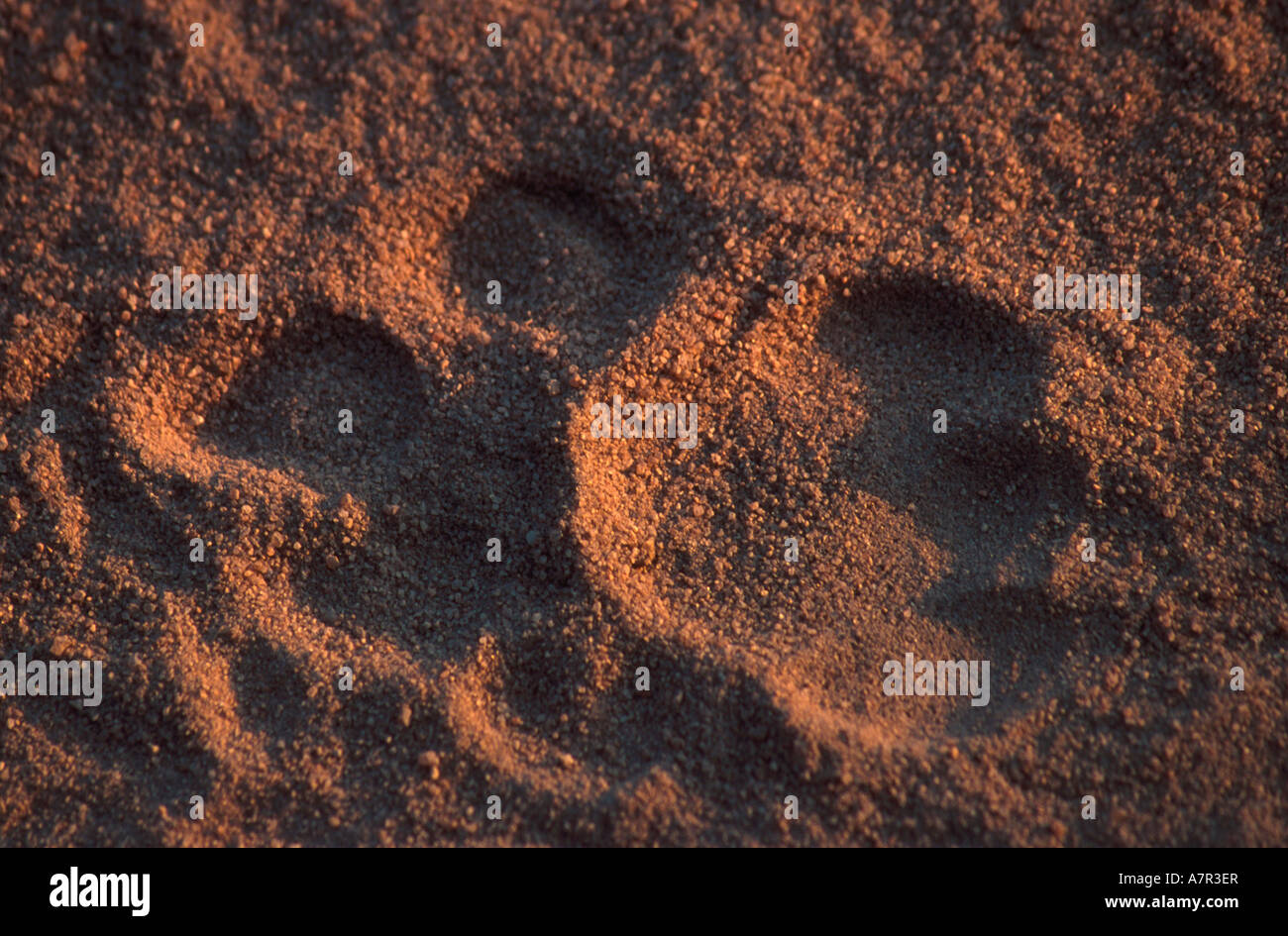 Lion footprint hi-res stock photography and images - Alamy