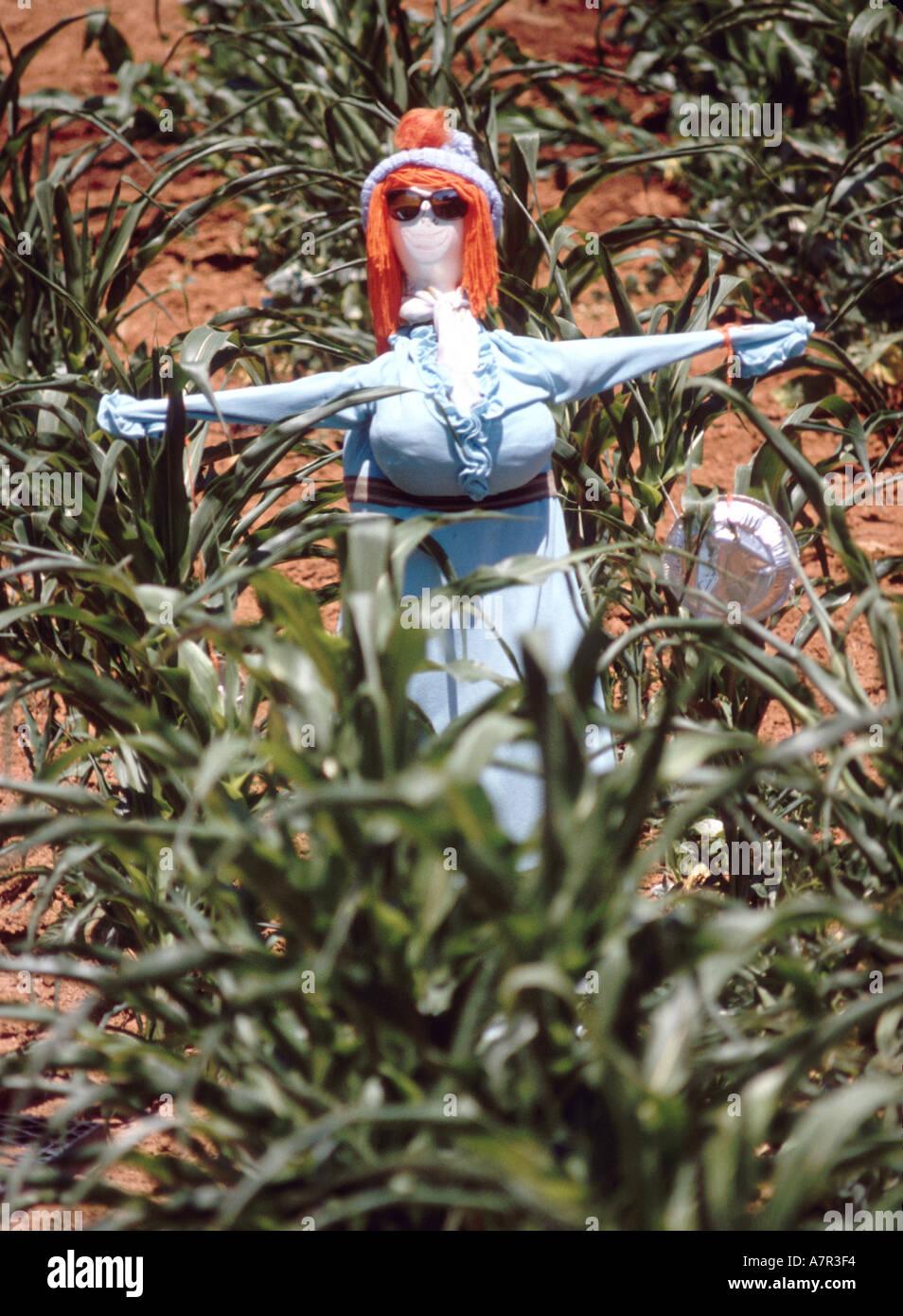 Scarecrow in corn field to keep the birds from eating the crop Stock ...