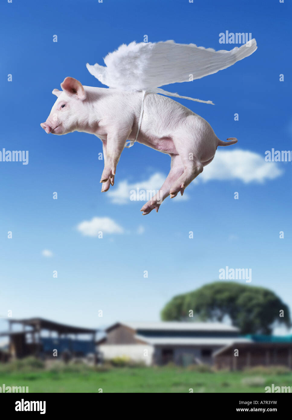 Pig With Wings