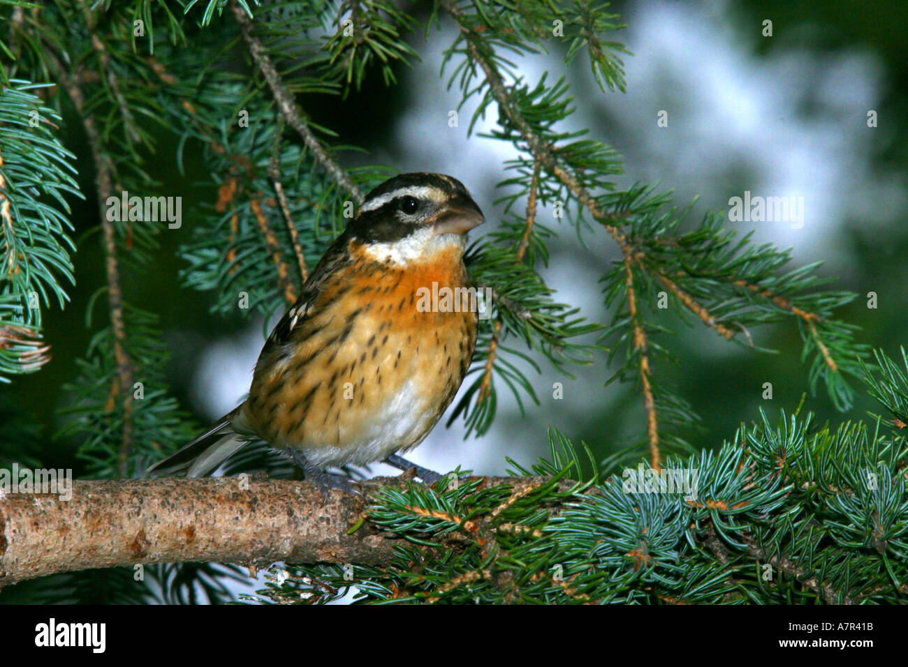 Pheucticus ludovicianus flying hi-res stock photography and images - Alamy