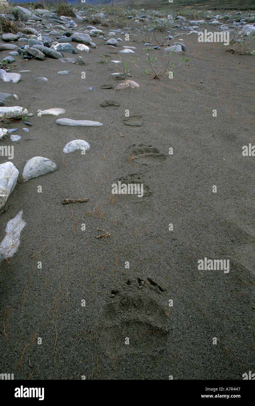 alaska, anwr arctic national wildife refuge, hulahula river, minutes ...