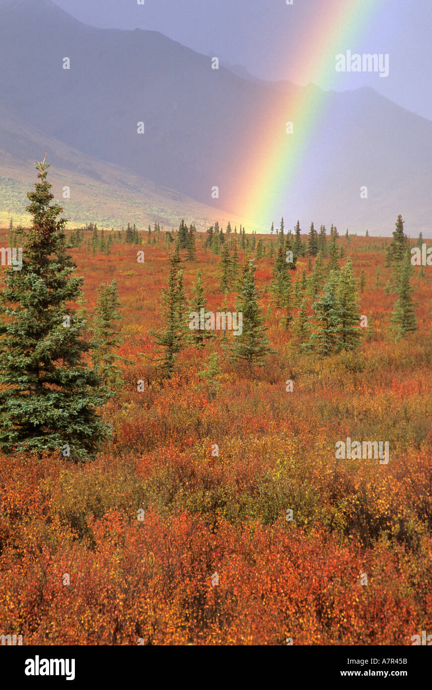 alaska, rainbow over fall color in the taiga of denali national park ...
