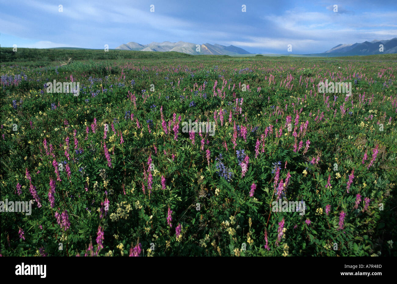alaska, anwr, arctic national wildlife refuge, wildliflowers in july on ...