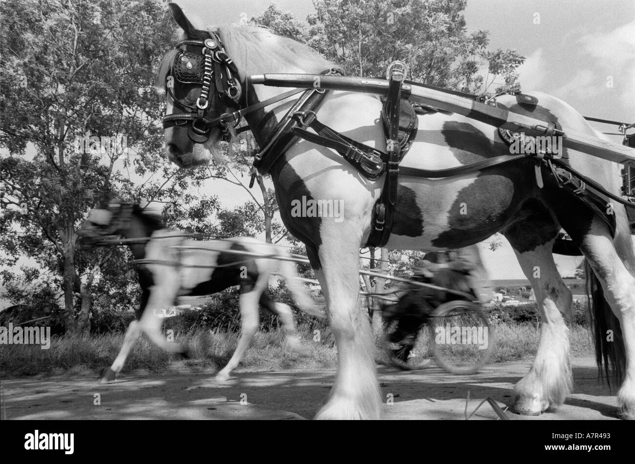 gypsy horses racing on the race strip at the Appleby Gypsy Horse Fair ...