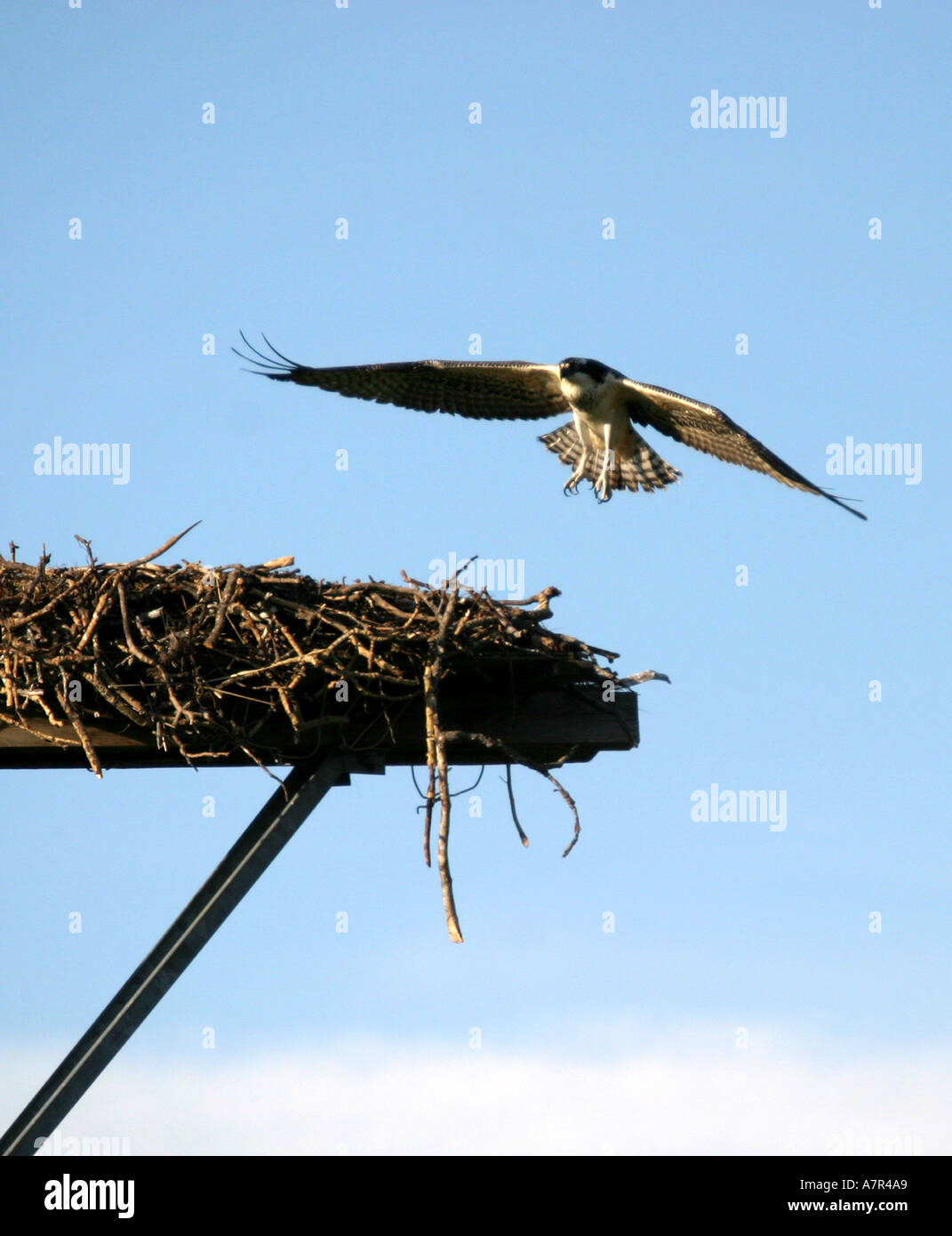 Vertical Birds of North America osprey Pandion haliatus Nesting on a ...