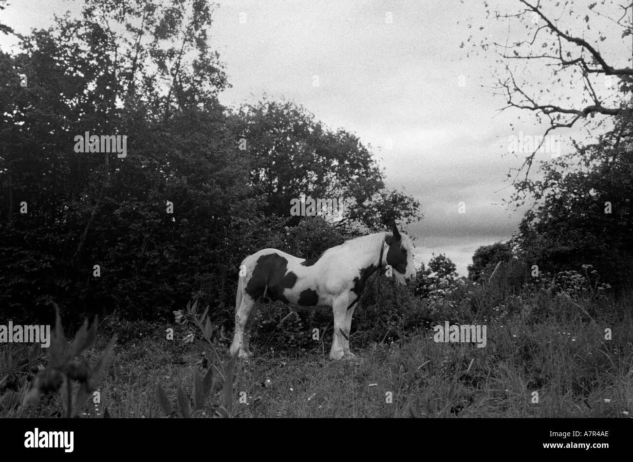 stallion at the Appleby Gypsy Horse Fair in Appleby In Westmoreland ...