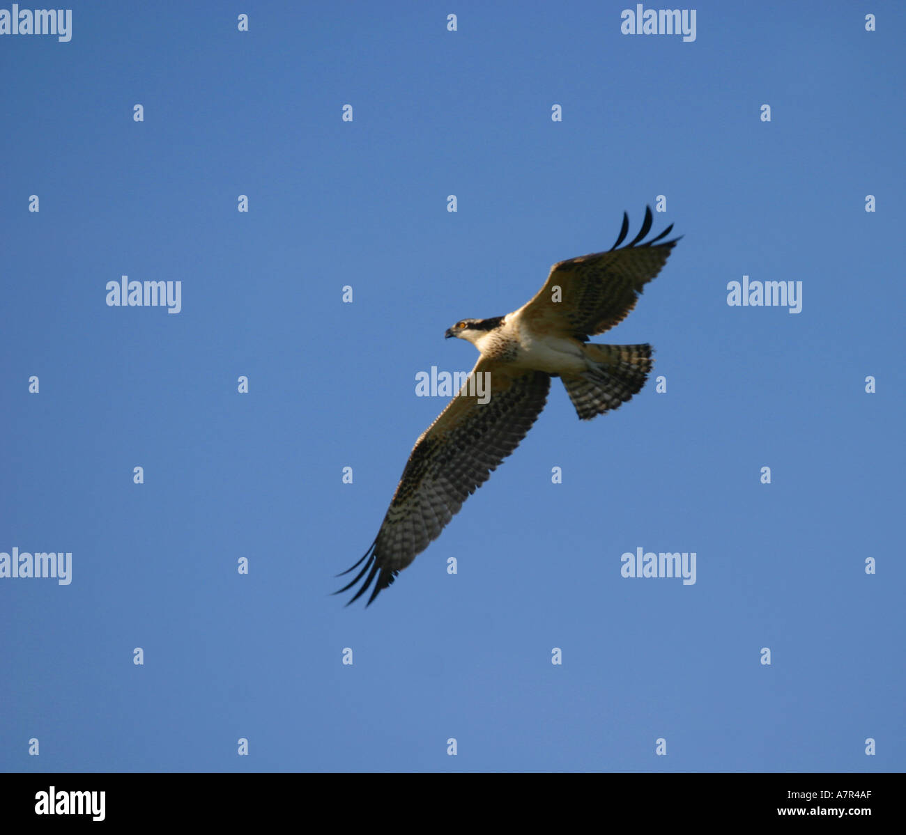 Horizontal Birds of North America osprey Pandion haliatus Stock Photo ...