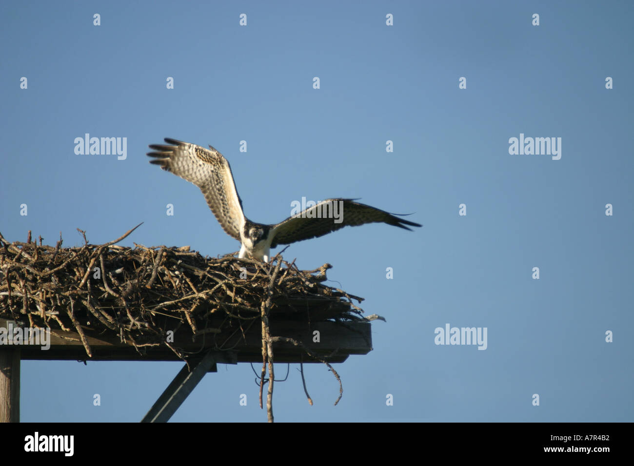 Horizontal Birds of North America osprey Pandion haliatus Nesting on a ...