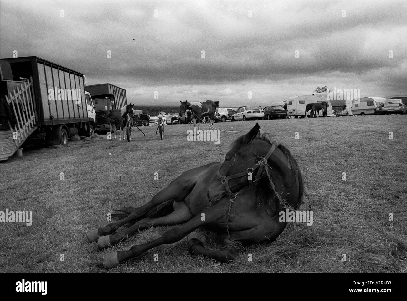 sleepy horse on the camp field of Appleby horse Fair Appleby in ...
