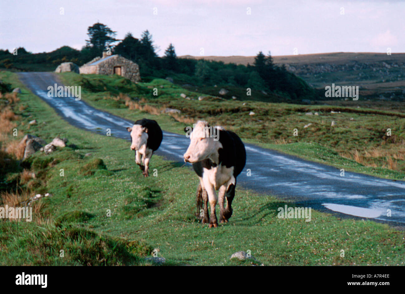 cows walking down lane in Ireland Stock Photo - Alamy