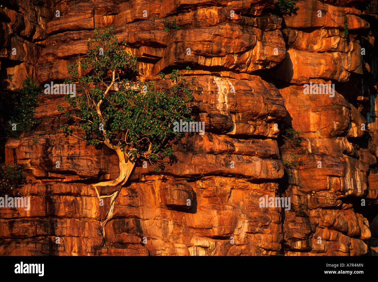 Red leaved rock fig growing on cliff face on bank of Lephalala Lapalala ...
