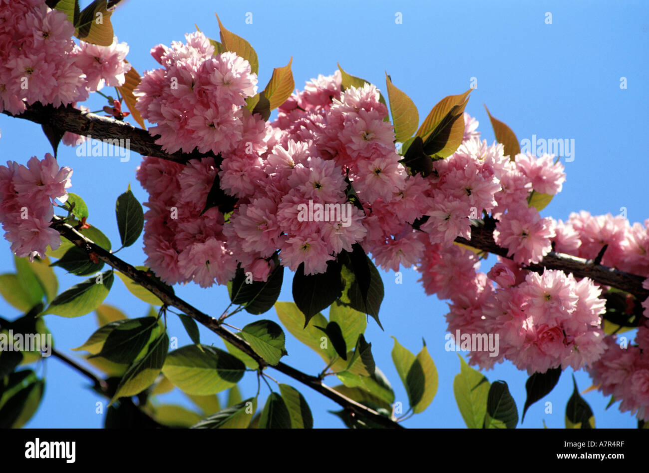 Japanese in paris hi-res stock photography and images - Alamy