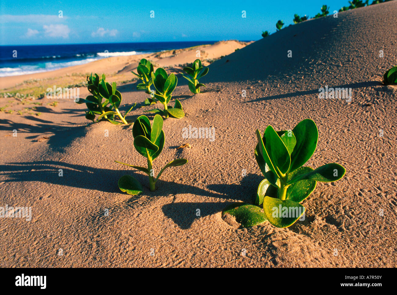 Rocktail beach south africa hi-res stock photography and images - Alamy