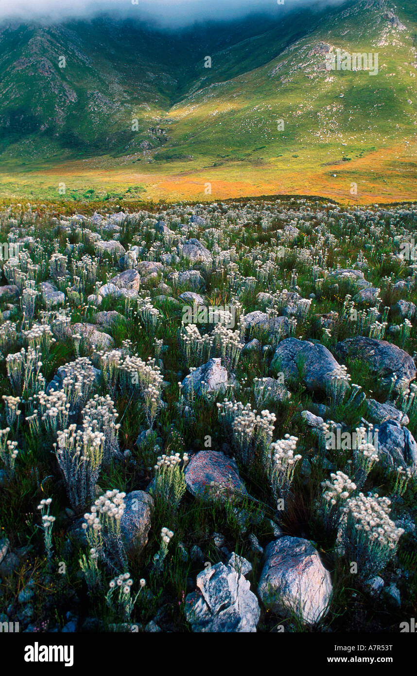 Cape everlasting hi-res stock photography and images - Alamy