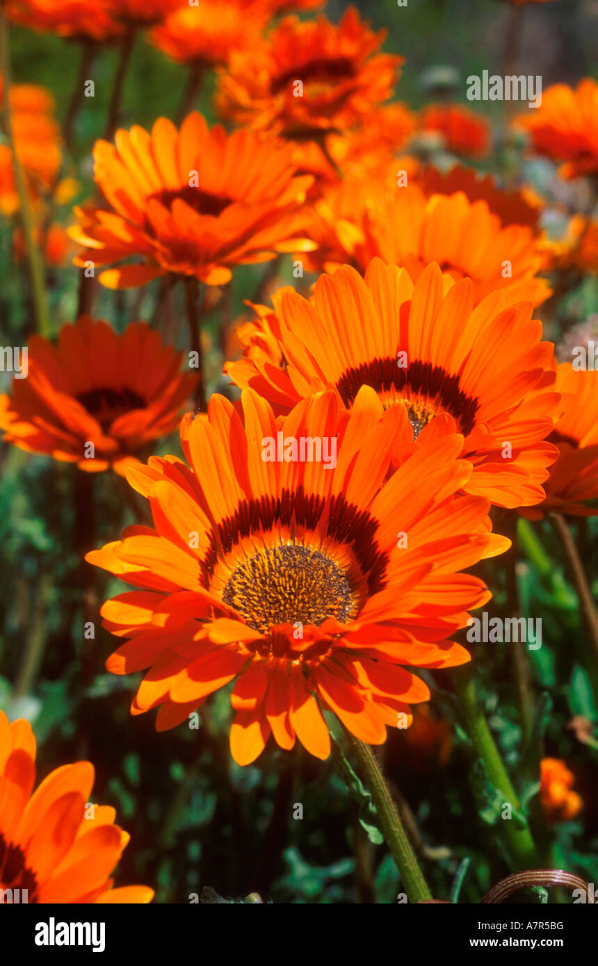 Namaqualand South Africa Gousblom High Resolution Stock Photography and ...