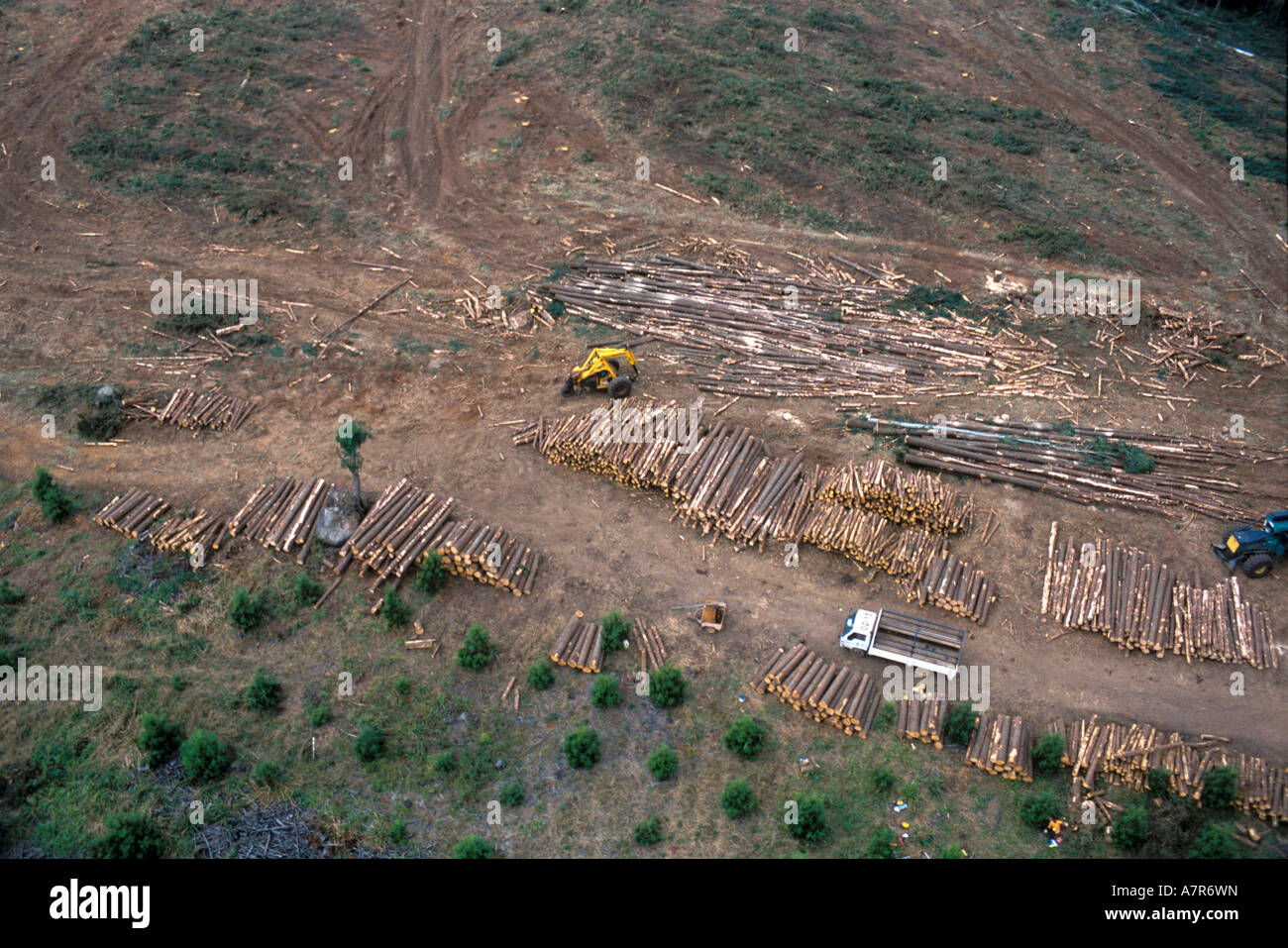 Aerial view of a forest logging site showing stacked Pine logs ...