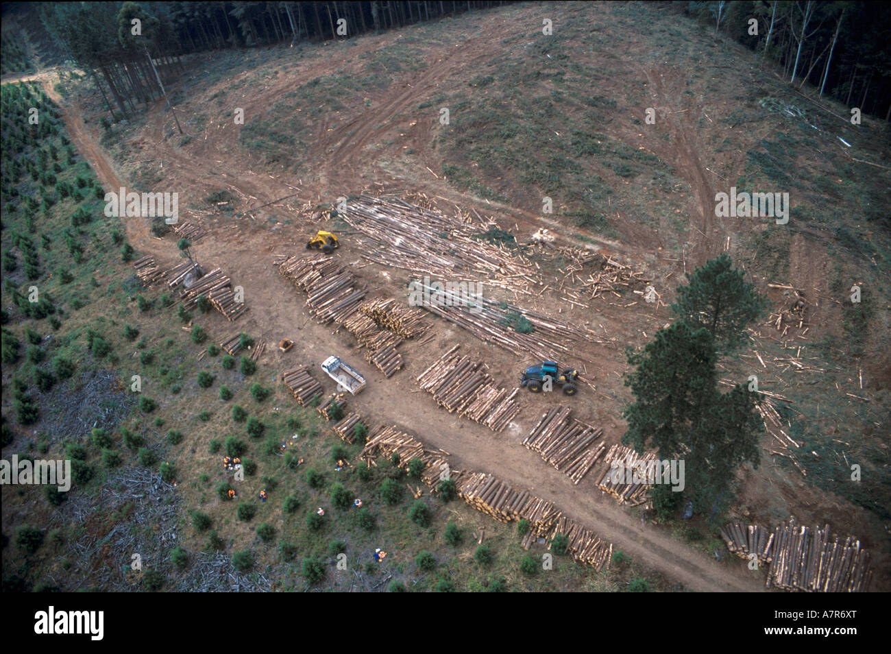 Aerial view of a forest logging site showing stacked Pine logs ...